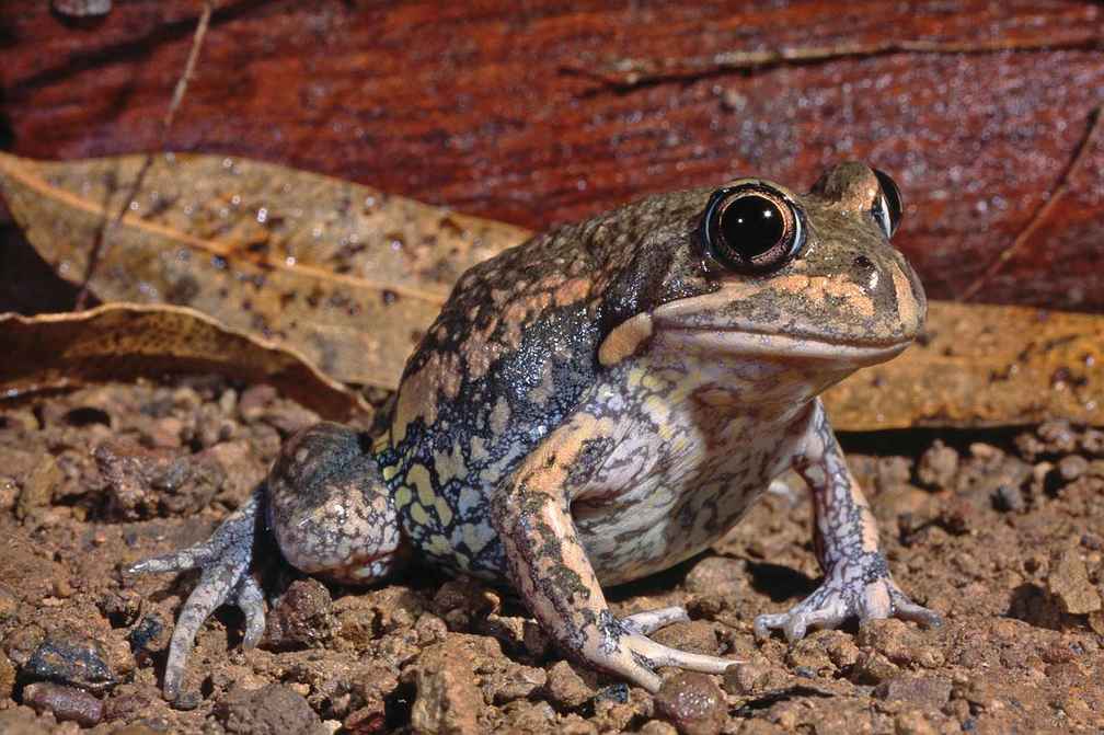 Citizen scientists record frog calls for wetland management — Victorian ...