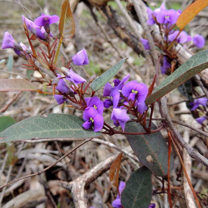 Euroa Arboretum — Victorian Landcare Gateway