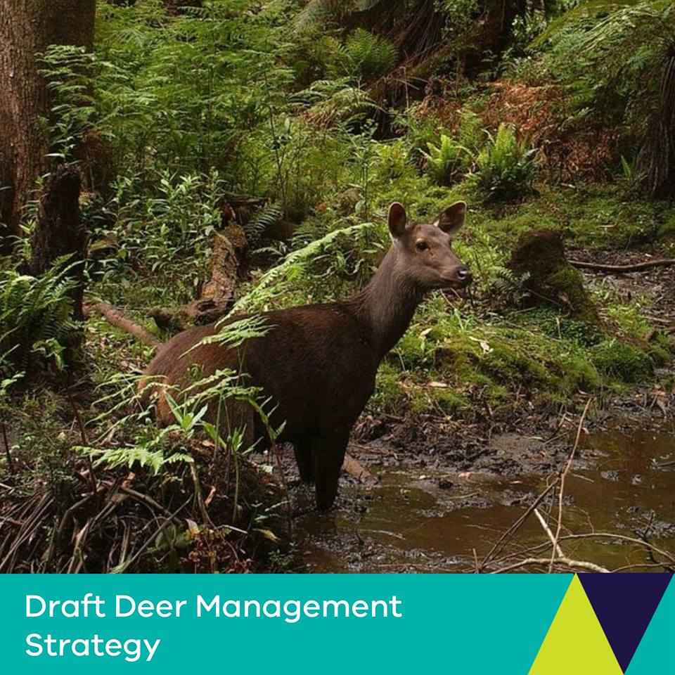 Have Your Say - Draft Deer Management Strategy — Victorian Landcare Gateway