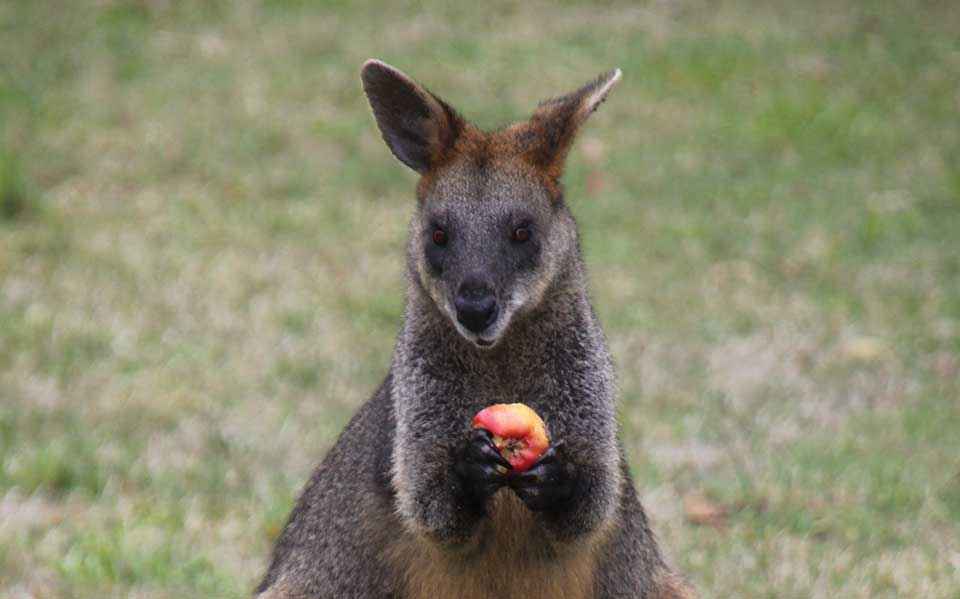 Black wallabies on the move — Victorian Landcare Gateway